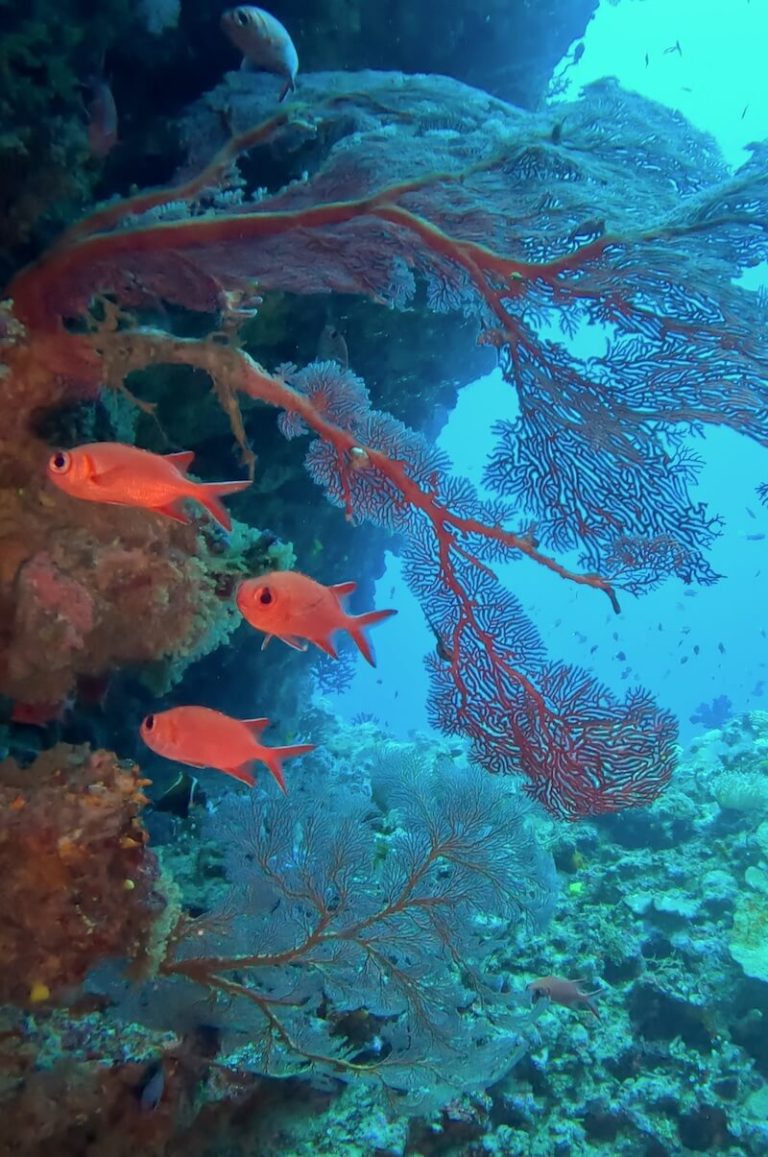 Great White Wall, Fiji: Your Complete Guide to Taveuni’s Best Dive Site ...