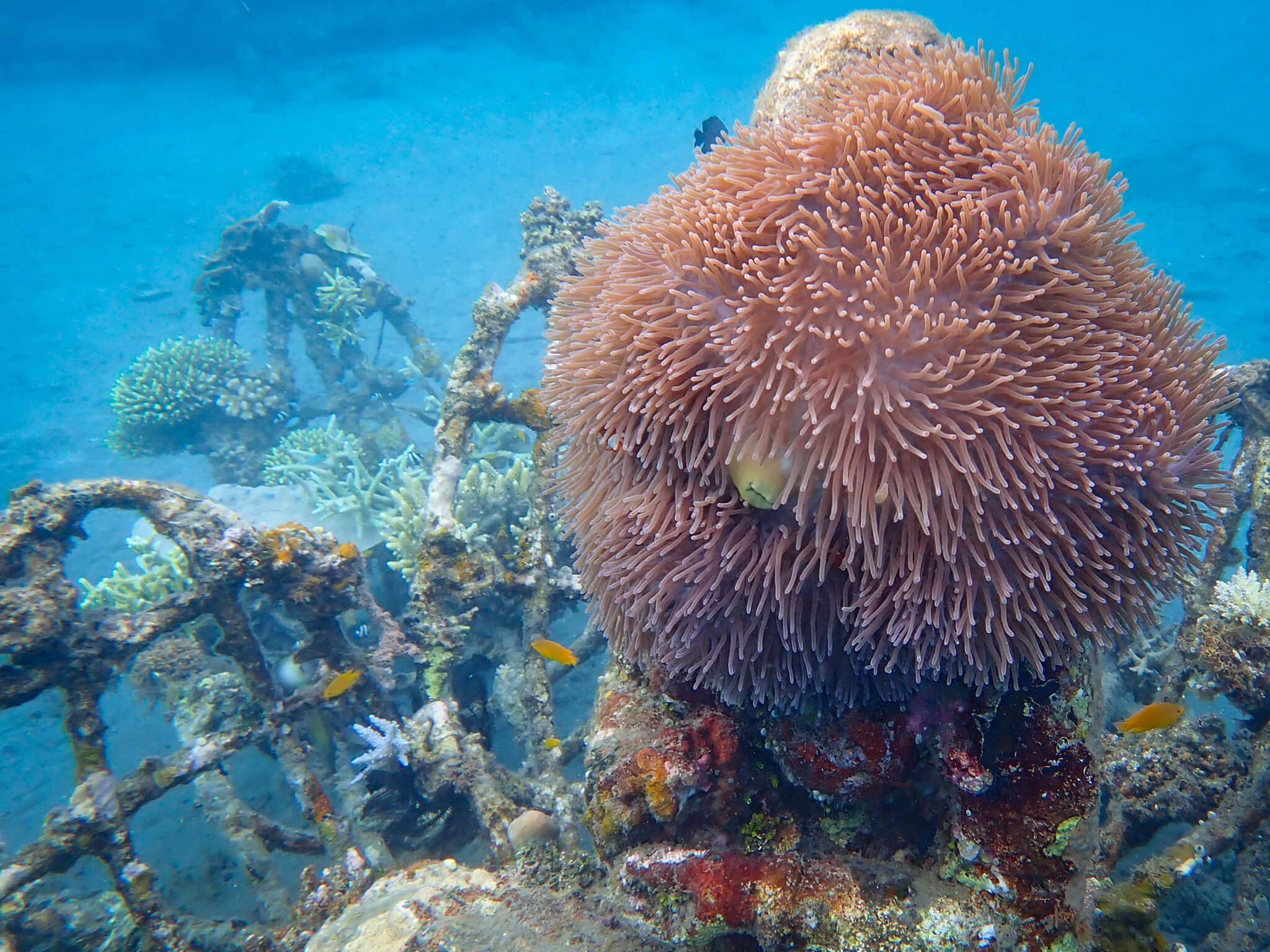 Biorock Pemuteran: Snorkeling & Diving Indonesia’s Biggest Coral ...