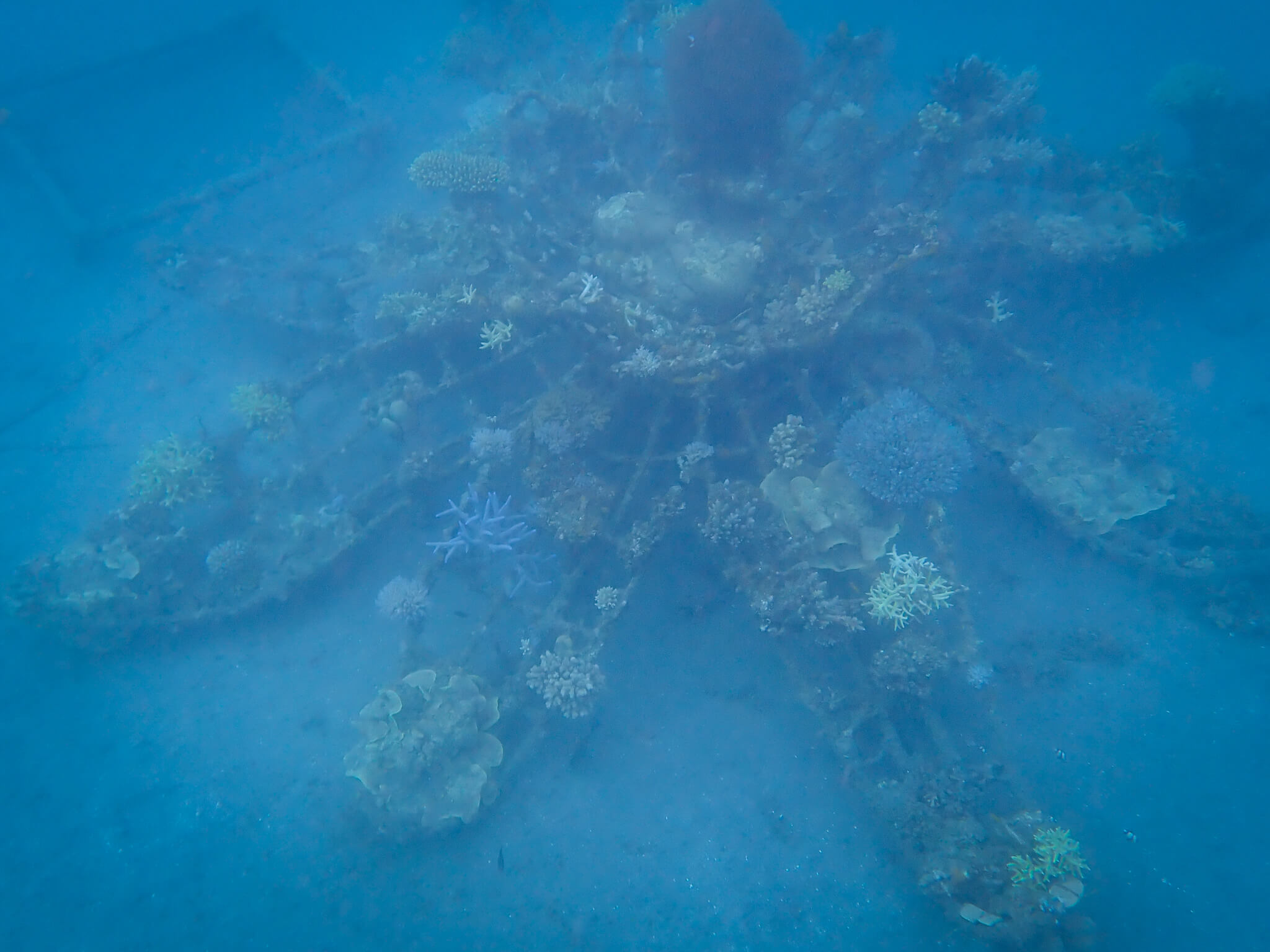 Biorock Pemuteran: Snorkeling & Diving Indonesia’s Biggest Coral ...