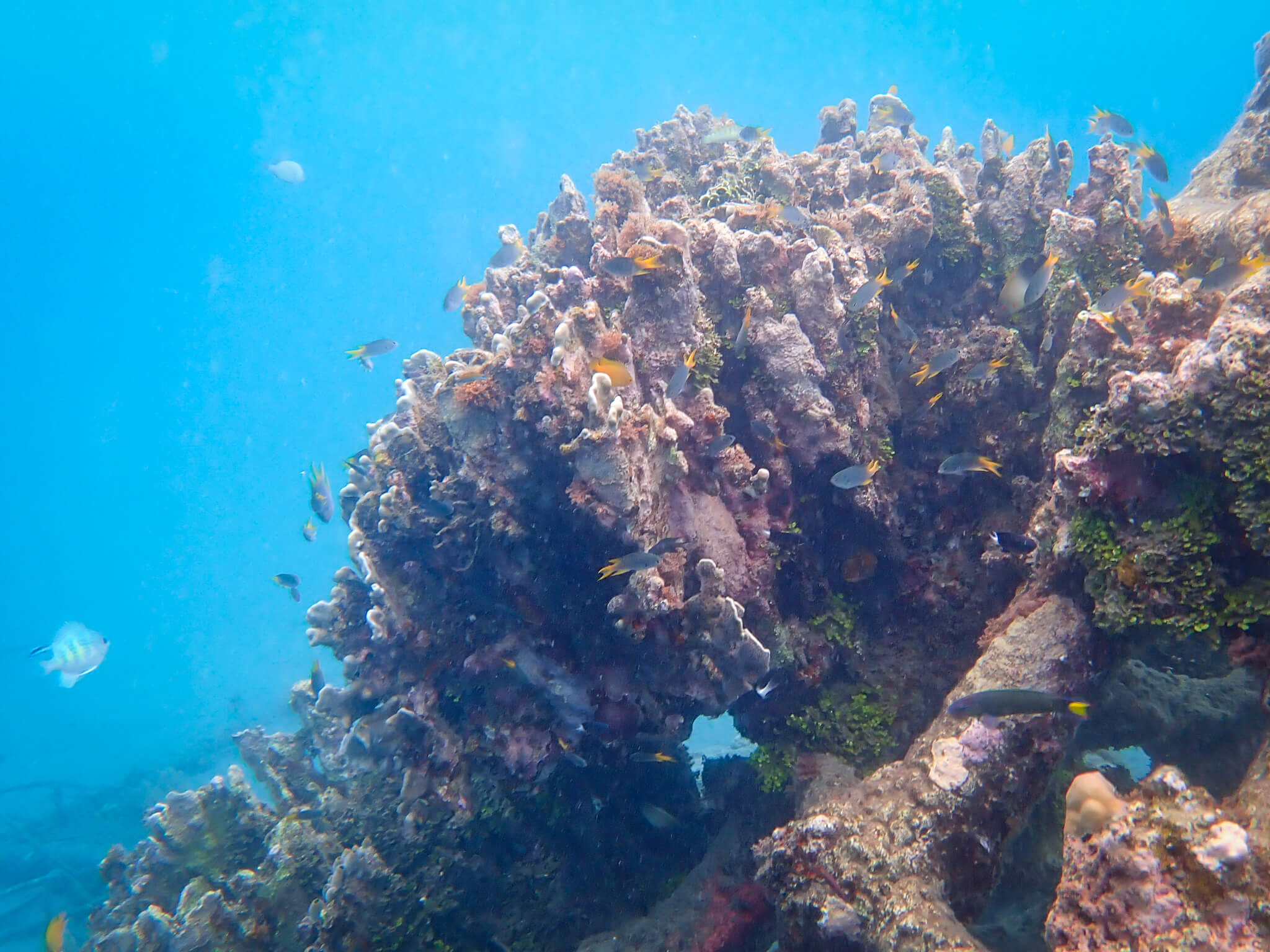 Biorock Pemuteran: Snorkeling & Diving Indonesia’s Biggest Coral ...