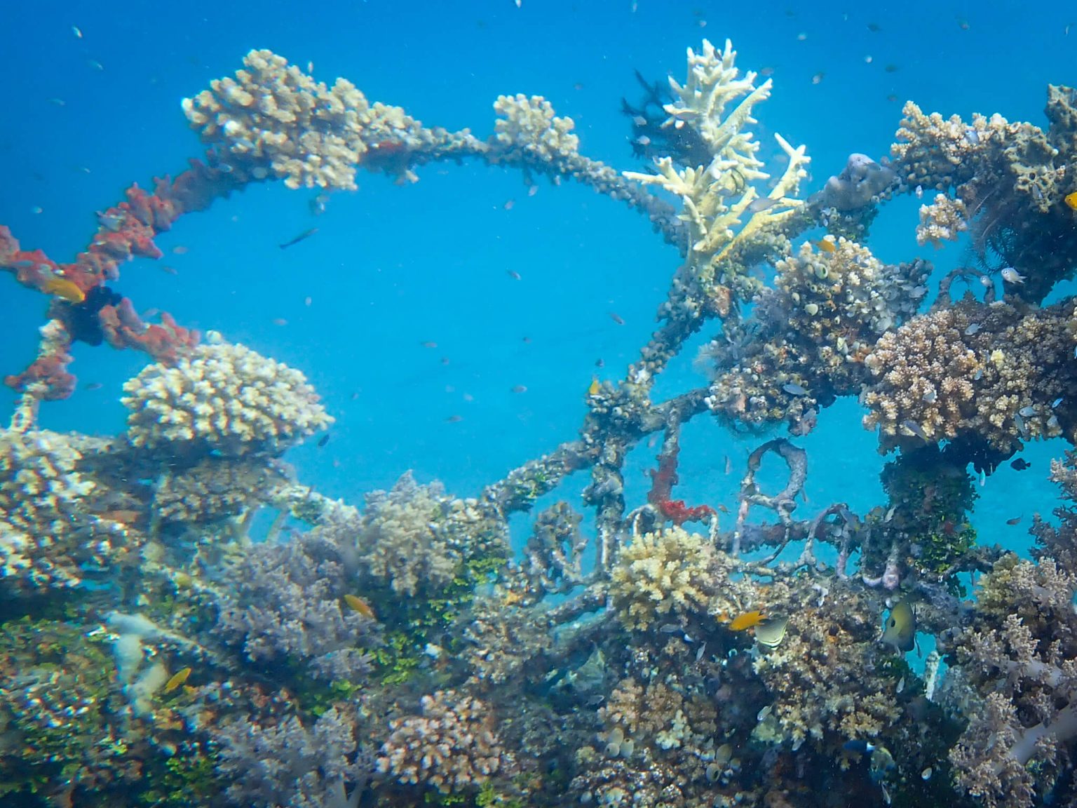 Biorock Pemuteran: Snorkeling & Diving Indonesia’s Biggest Coral ...