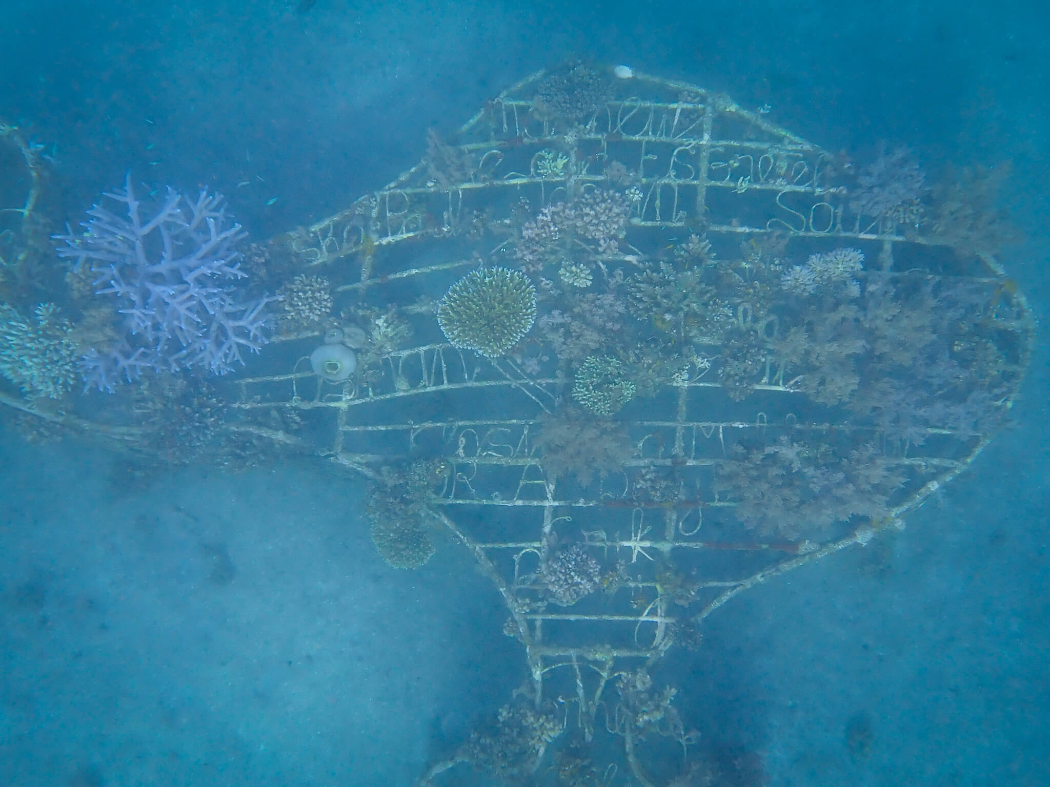 Biorock Pemuteran: Snorkeling & Diving Indonesia’s Biggest Coral ...