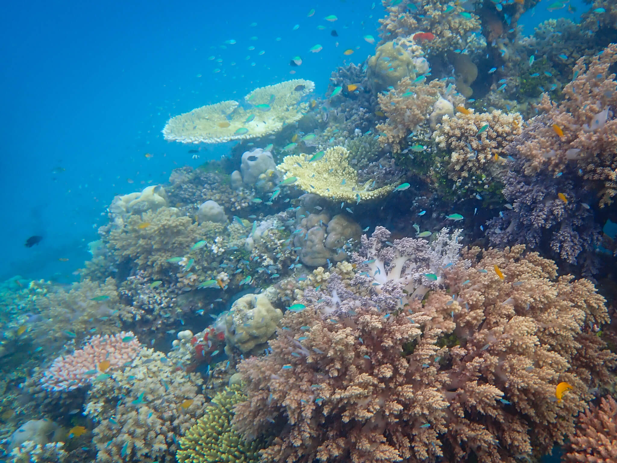 Biorock Pemuteran: Snorkeling & Diving Indonesia’s Biggest Coral ...
