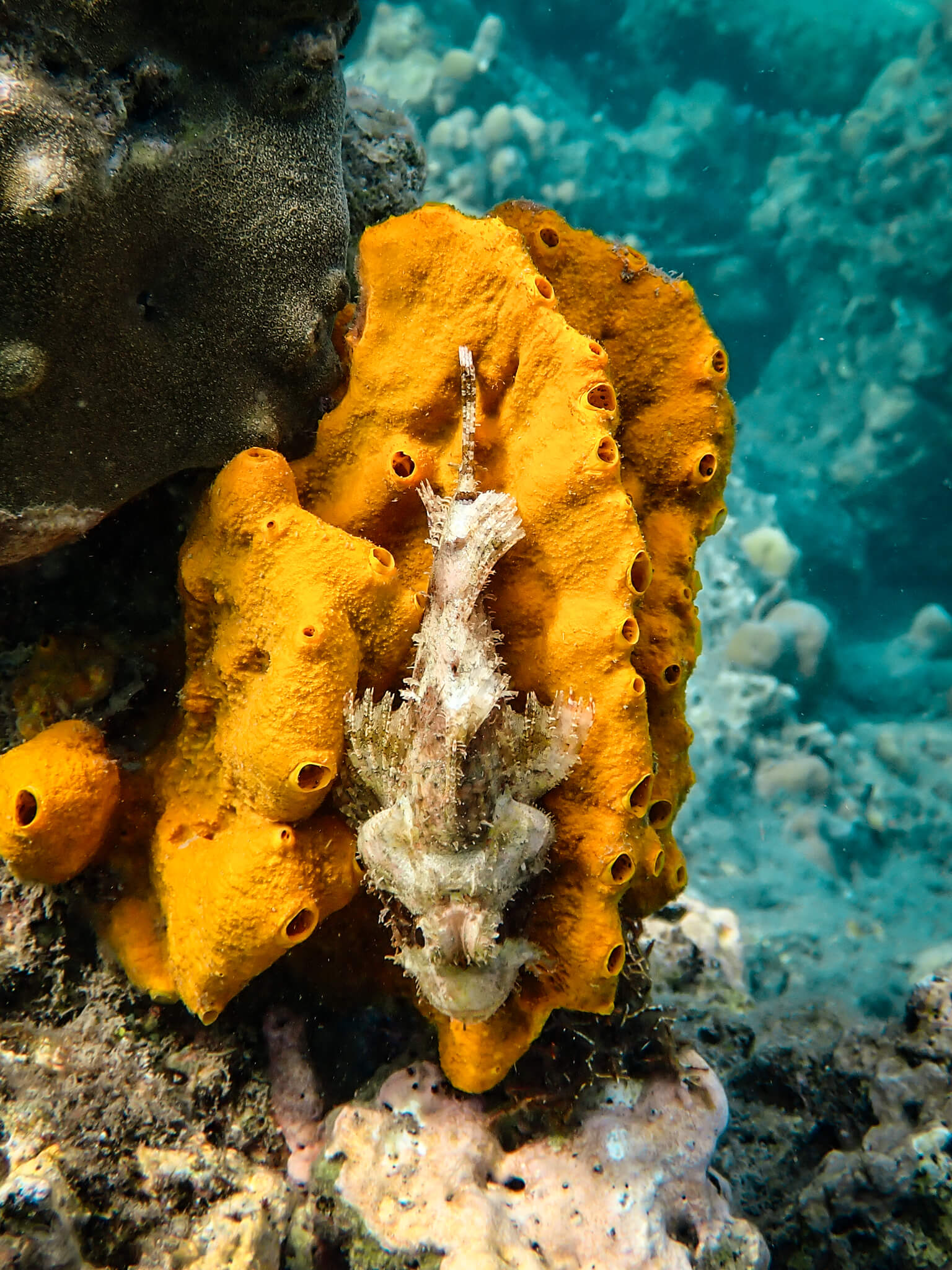 Biorock Pemuteran: Snorkeling & Diving Indonesia’s Biggest Coral ...