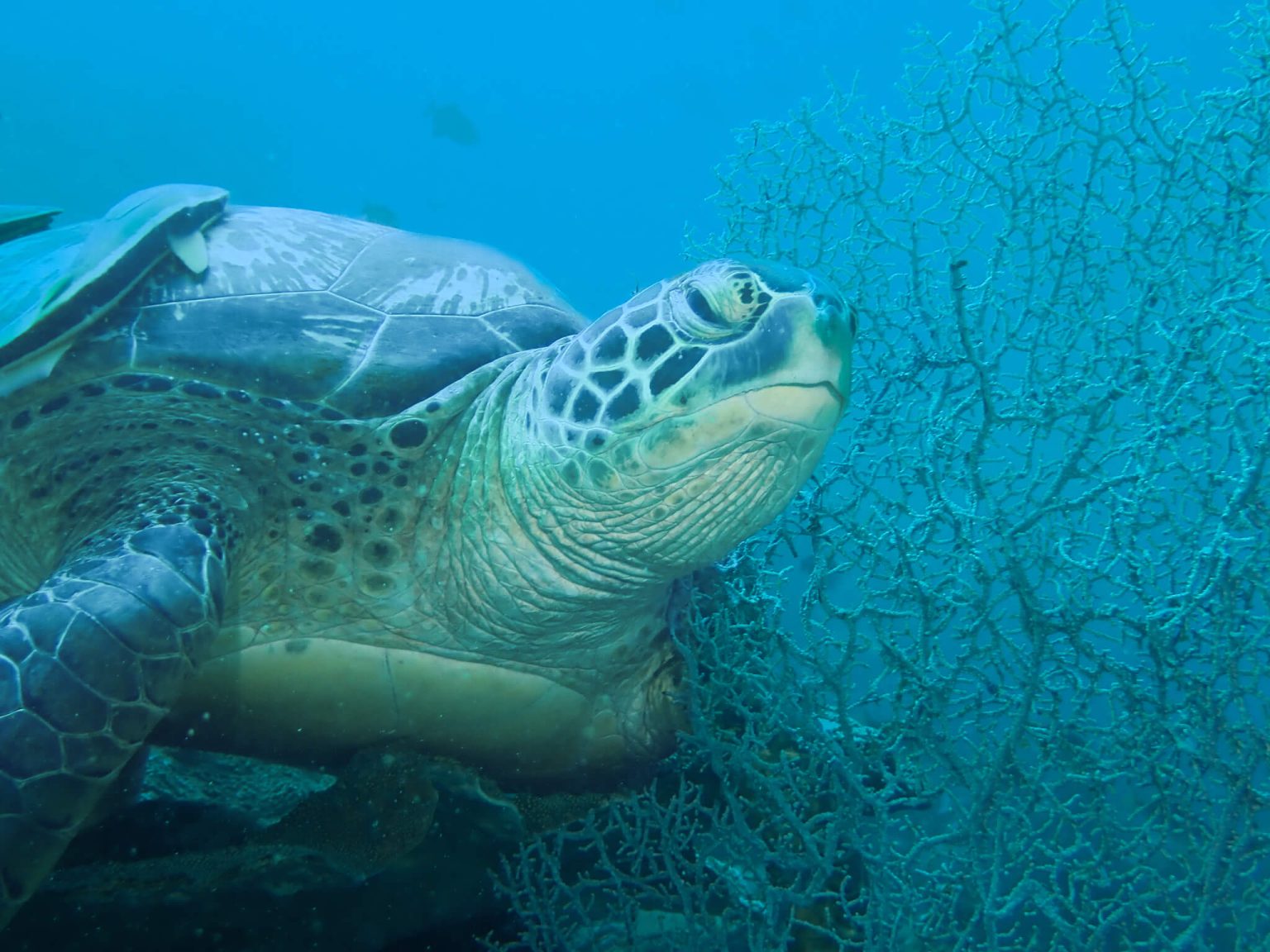 Scuba Diving in Cebu: The 7 Best Dive Regions on Cebu [2024 Guide ...