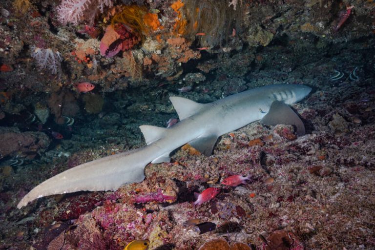 Scuba Diving in Cebu: The 7 Best Dive Regions on Cebu [2024 Guide ...