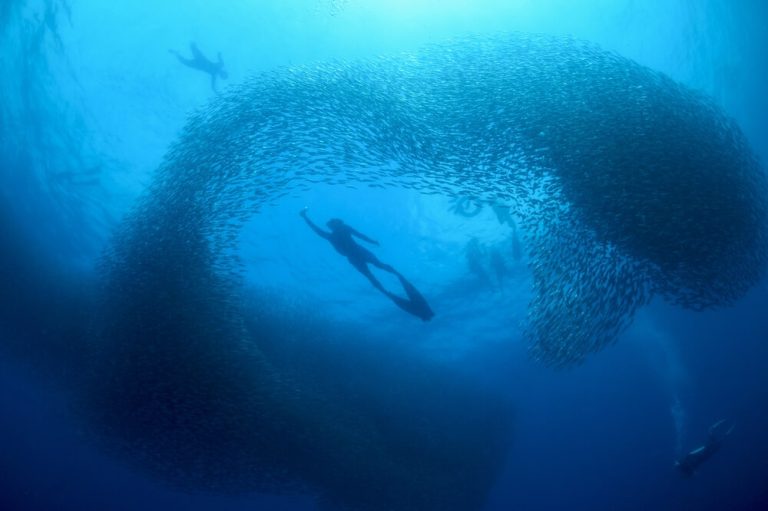 Scuba Diving in Cebu: The 7 Best Dive Regions on Cebu [2024 Guide ...