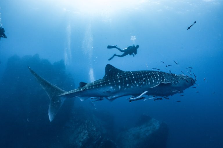 Scuba Diving in Cebu: The 7 Best Dive Regions on Cebu [2024 Guide ...